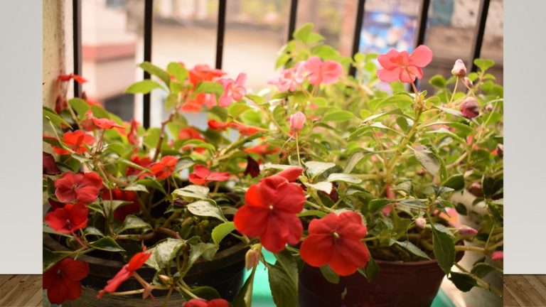 14 Balcony Garden (Easy) Plants to Grow in India - Healthwealthbridge